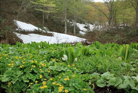 2015年 野草撮影から 16 野草風薫