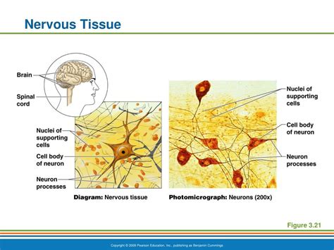 Ppt Tissues Powerpoint Presentation Free Download Id1734853