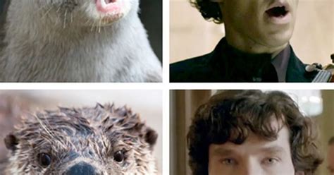 Benedict Cumberbatch Looks Like An Otter And David Mitchell Is A Koala