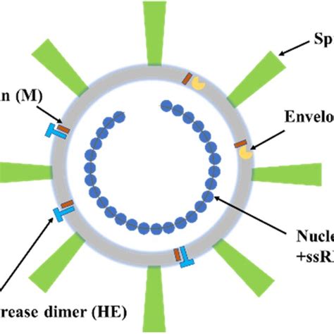 Scheme Of The Sars Cov 2 Structure Sars Cov 2 Is An Enveloped Download Scientific Diagram