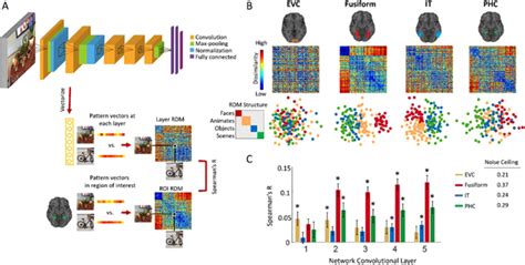 深度卷积神经网络中视觉中心 外围空间组织的出现。 Scientific Reports X Mol