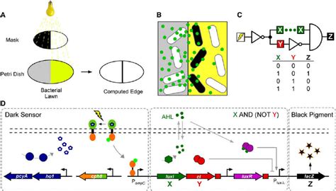 Bacterial Edge Detection Download Scientific Diagram