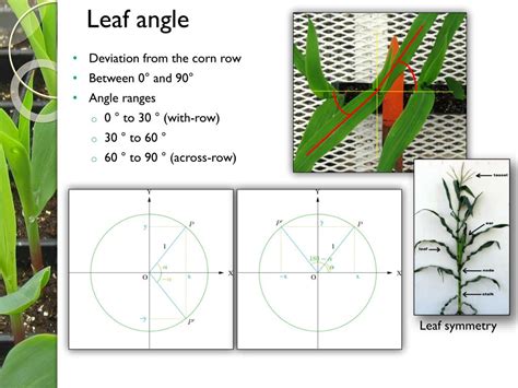 Ppt Corn Zea Mays L Leaf Angle Emergence Light Interception And Yield As Affected By