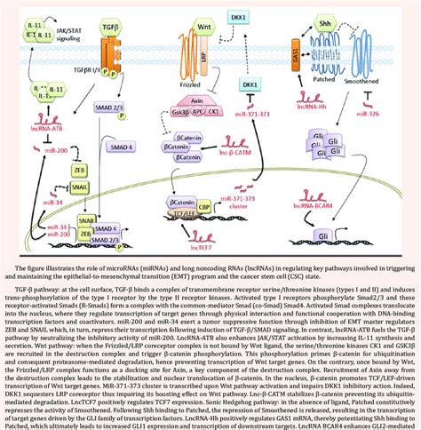 Crosstalk Between Noncoding Rnas And Major Cancer Stem Cells Pathways