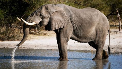 Loxodontaafricanaold