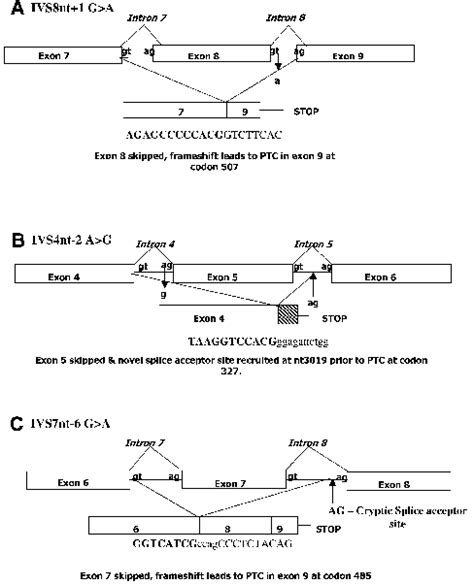 Ac The Predicted Consequences Of Splice Site And Cryptic Splice Download Scientific Diagram