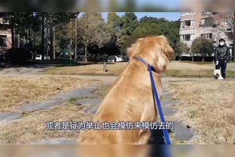 狗狗上厕所半天没出来，主人推门一看哭笑不得，视频拍下搞笑一幕