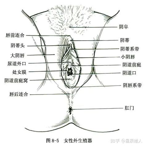 女性生殖系统解剖图（建议收藏） 知乎