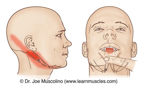 Digastric Trigger Points Learn Muscles