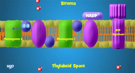 Light Dependent Reaction 12th Grade Quiz Quizizz
