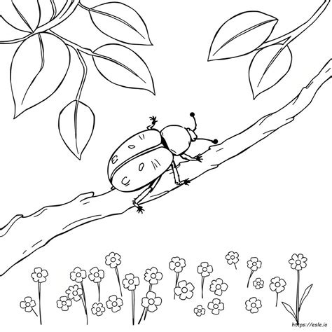 Beetle Coloring