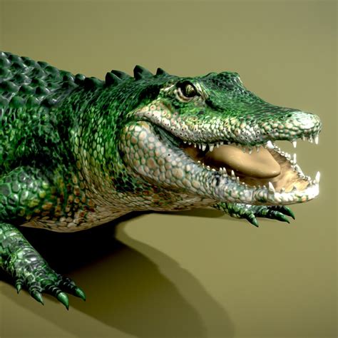 American Alligator 3d Model Download Reptile On