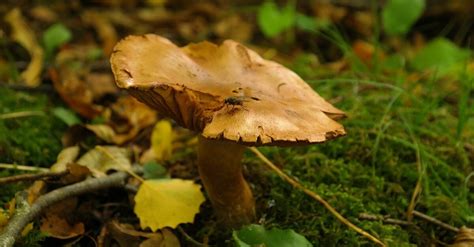 შხამიანი სოკოები როგორ გამოიყურება ის რისი ჩადებაც კალათაში არ შეიძლება All Time