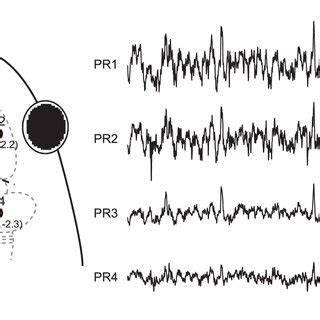 PDF Mating Signals Indicating Sexual Receptiveness Induce Unique Spatio Temporal EEG Theta