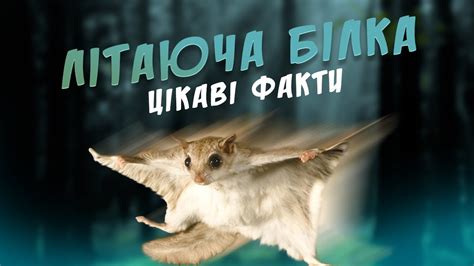 БІЛКА ЛЕТЯГА Цікаві ФАКТИ про ЛІТАЮЧУ БІЛКУ Youtube