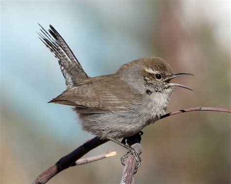 Bewicks Wren Mexicanus Group Ebird