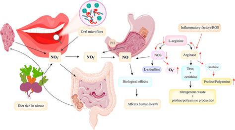 From Nitrate To No Potential Effects Of Nitrate Reducing Bacteria On Systemic Health And