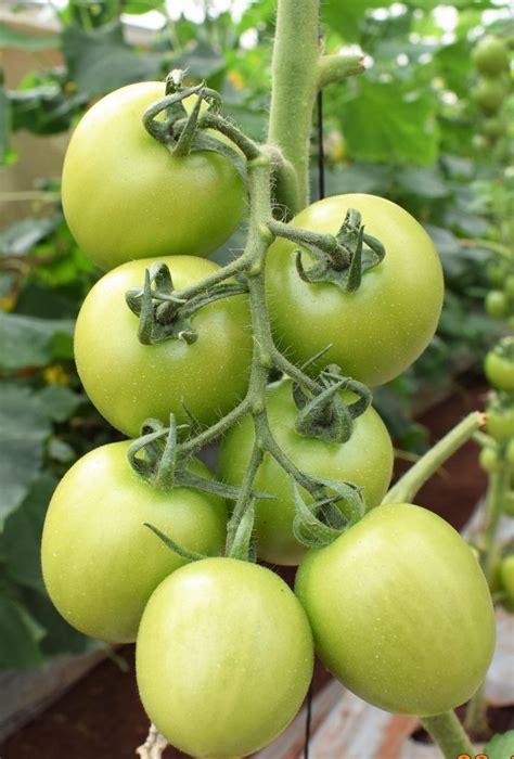 Agriculture Growth In Rwanda Kilimo News