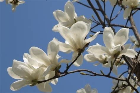 上海市市花 搜狗百科