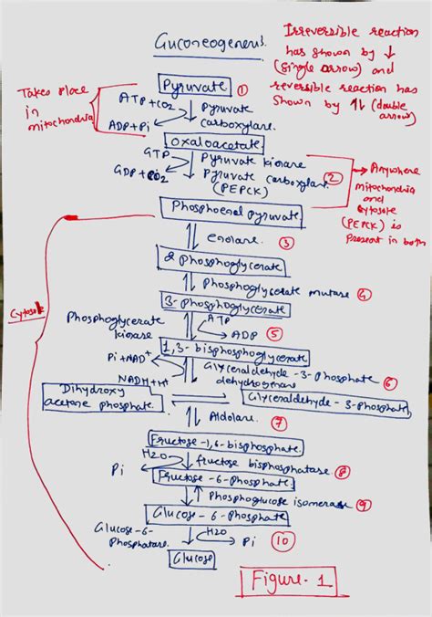 Describe The Reaction Of Gluconeogenesis And For Each Step Explain The