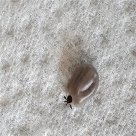 Ixodes And Rhipicephalus Instance Segmentation Dataset And Pre Trained