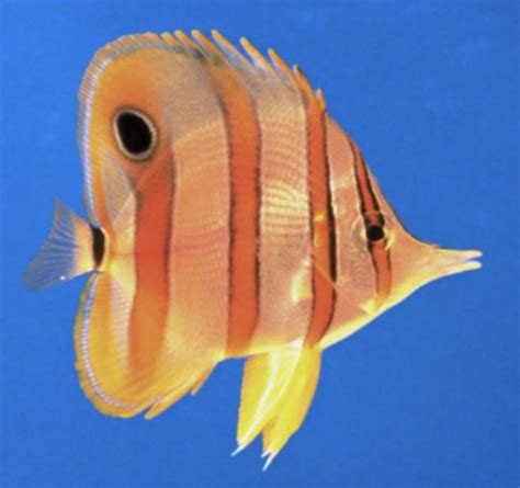 Windows Xp User Icons Part 2 R Windows