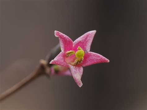 フォトレポート植物関東森林管理局