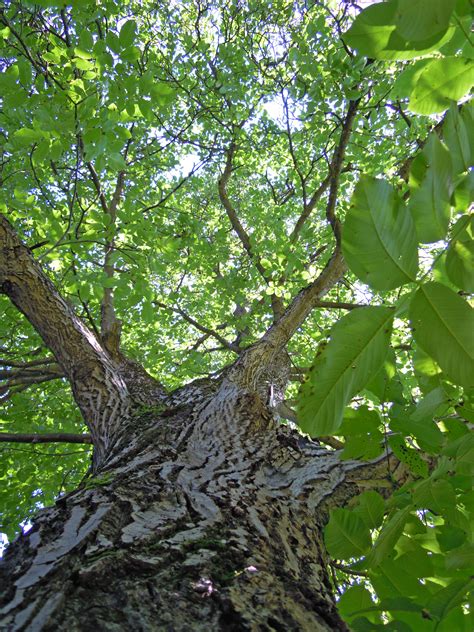 Free Images Branch Structure Growth Leaf Flower Trunk Bark Green Jungle Produce