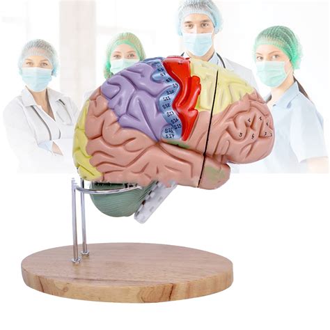 Human Brain Model Anatomy 4 Part Model Of Brain W Desertcart Kuwait Human Brain Model Anatomy 4 Part Model Of Brain W Desertcart Kuwait
