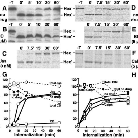 Cell Surface Trypsinization Assay Of Incoming 35 S Methionine Labeled