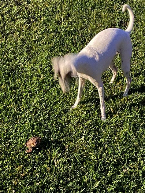 Michael Fogus On Linkedin Programming Languages Shape The Way We Think Or Dont