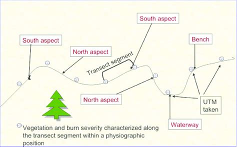 For Each Physiographic Position Transect Segment Forest Structure