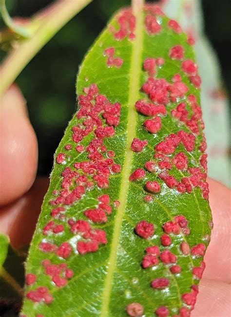 Aculus Tetanothrix Bioquipbugs