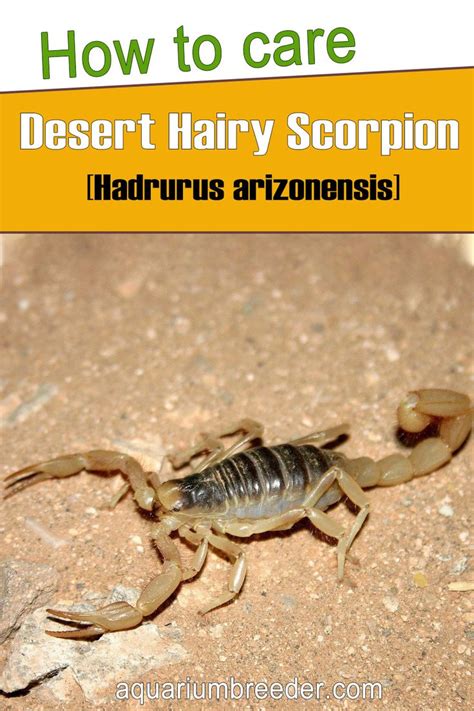 Desert Hairy Scorpion Hadrurus Arizonensis Care Diet And Breeding Guide