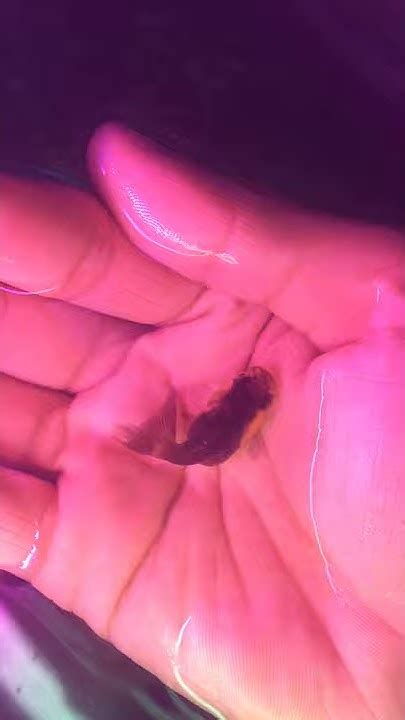 Ranchu Mini 2442018 Youtube