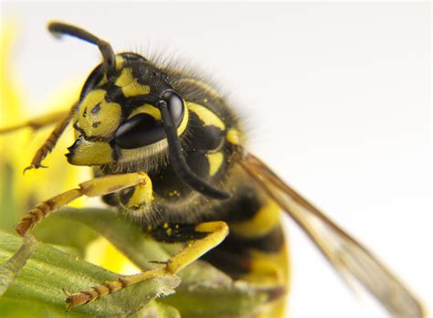 Normal Wasp Sting Reaction