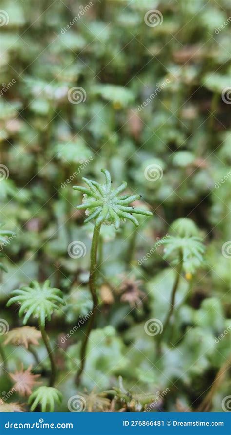 Liverwort Sexual Reproduction Archegoniophores Which Have Archegonia