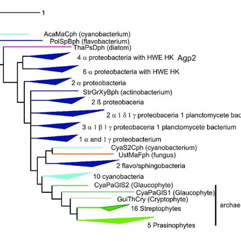 Domain Arrangements Of Phytochromes And Phytochrome Like Proteins