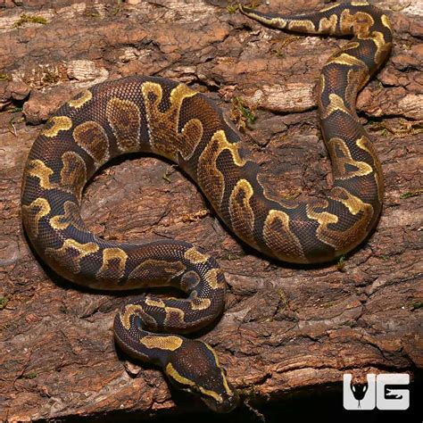 Baby Ball Pythons For Sale Underground Reptiles