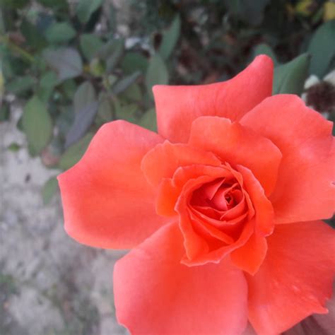 Khanbala Rashidov Baku State University Baku Bsu Department Of