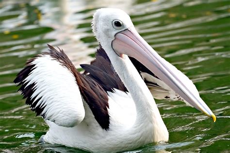 새 펠리컨 조류학 Pixabay의 무료 사진 Pixabay