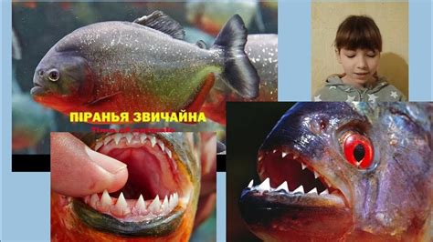 Південна Америка Youtube