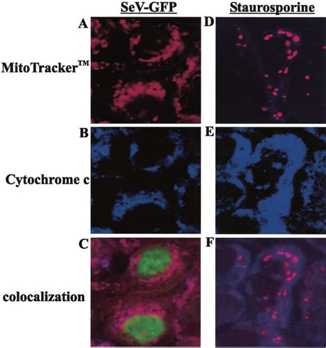 Confocal Microscopy Localizes Cytochrome C To Mitochondria After Sev Download Scientific