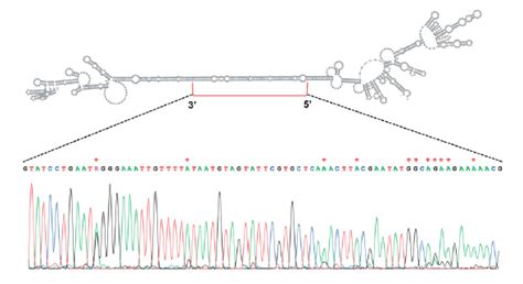 genome wide profiling of the c elegans dsrnaome rna seq blog