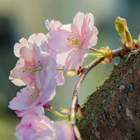 사쿠라 꽃들 벚꽃 분홍색 Pixabay의 무료 사진 Pixabay