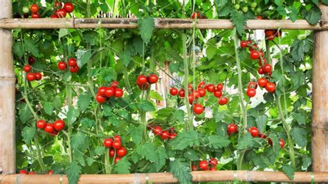 How To Build A Tomato Trellis The Easiest Way Grandma S Tricks