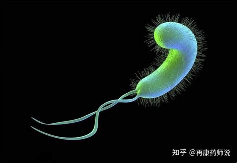 身体感染了幽门螺旋杆菌会有这4大典型症状 知乎
