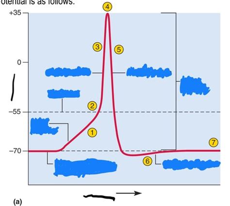 Action Potential Flashcards Quizlet