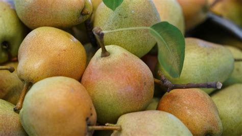 Our 15 Favorite Pear Tree Varieties For Home Gardens