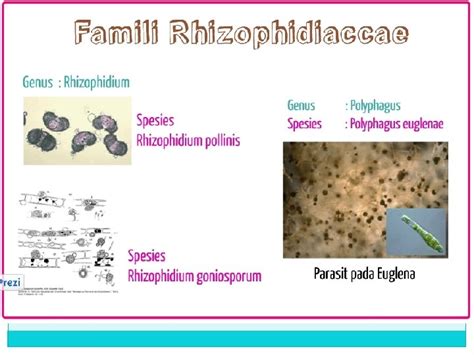 Sub Class Ascomycetes Habitat Alaminya Di Tanah Tumbuhtumbuhan